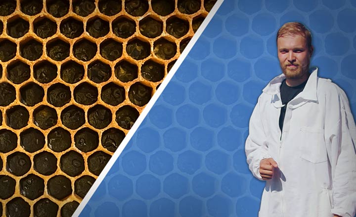 Finding the Queen Bee | Amazing Discoveries